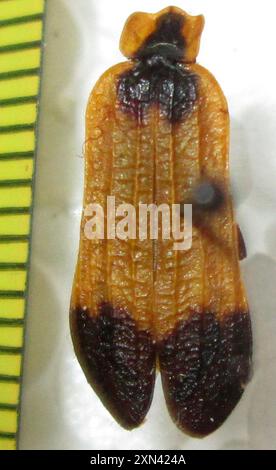 tailed net-winged beetle, Lycus trabeatus, in the bush in south africa ...