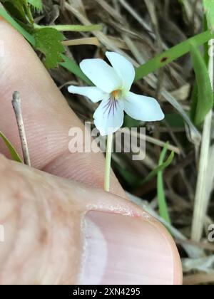 primrose-leaved violet (Viola primulifolia) Plantae Stock Photo - Alamy