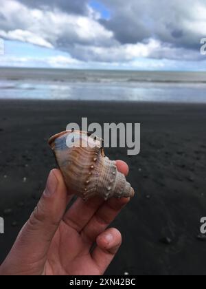 Ostrich Foot Snail (Struthiolaria papulosa) Mollusca Stock Photo - Alamy