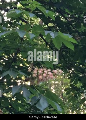 buckeyes and horse-chestnuts (Aesculus) Plantae Stock Photo - Alamy