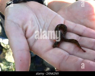 Saddleback Gunnel (Pholis ornata) Actinopterygii Stock Photo - Alamy