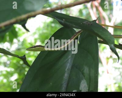 Oxybelis koehleri, Köhler's vine snake, viper looks like shoelace. Slim ...