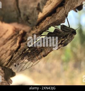 Cretan Cicada (Cicada cretensis) Insecta Stock Photo - Alamy