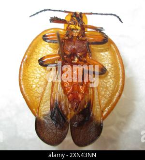 tailed net-winged beetle, Lycus trabeatus, in the bush in south africa ...