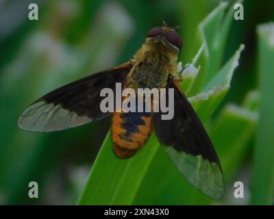 (Chrysanthrax cypris) Insecta Stock Photo - Alamy