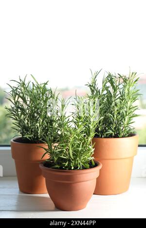 Rosemary plants growing in pots on grey background, closeup. Aromatic ...