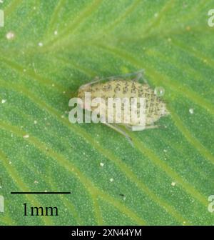 Spotted Alfalfa Aphid (Therioaphis trifolii) Insecta Stock Photo - Alamy