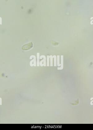 Cluster Cap (Connopus acervatus) Fungi Stock Photo - Alamy