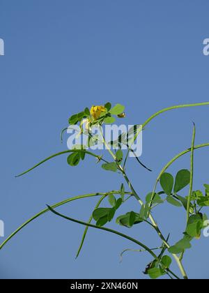 Sickle Senna (Senna tora) Plantae Stock Photo - Alamy