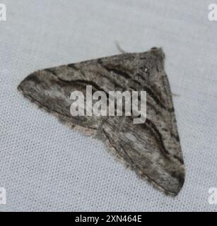Angle Moths and Allies (Macariini) Insecta Stock Photo - Alamy
