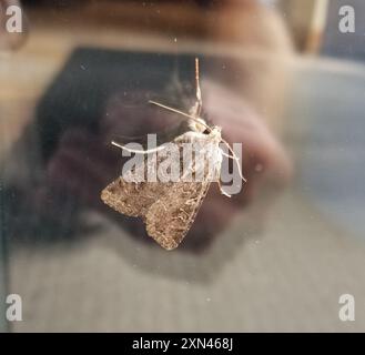 Glassy Cutworm Moth (Apamea devastator) Insecta Stock Photo - Alamy