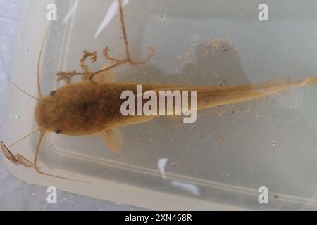 Sharptooth Catfish (Clarias gariepinus) Actinopterygii Stock Photo - Alamy