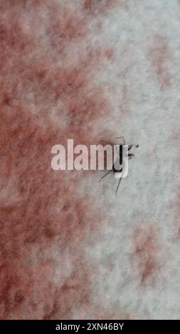 Ground and Ant-mimic Sac Spiders (Corinnidae) Arachnida Stock Photo - Alamy