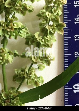 Patience Dock (Rumex patientia) Plantae Stock Photo - Alamy