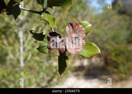 (Terminalia tropophylla) Plantae Stock Photo - Alamy
