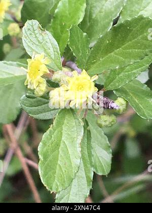 Texas Snakewood (Colubrina texensis) Plantae Stock Photo - Alamy