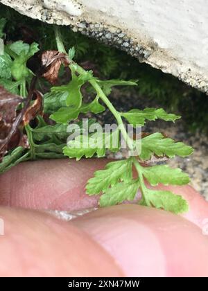 Mackay's Fragile Fern (Cystopteris tenuis) Plantae Stock Photo - Alamy