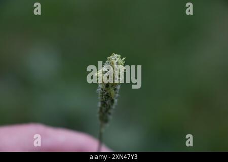 Creeping Foxtail (Alopecurus arundinaceus) Plantae Stock Photo - Alamy
