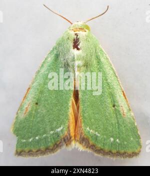 (Adisura aerugo) Insecta Stock Photo - Alamy