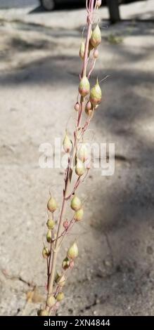 scarlet bugler (Penstemon centranthifolius), Plantae, Los Angeles ...