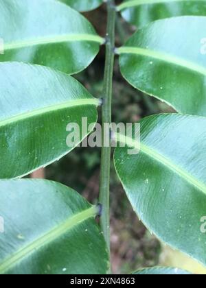 swamp vine fern (Stenochlaena palustris) Plantae Stock Photo - Alamy