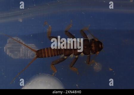 Tropical Stoneflies (Neoperla) Insecta Stock Photo - Alamy
