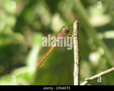 Red-tailed Skimmer (Orthemis schmidti) Insecta Stock Photo - Alamy