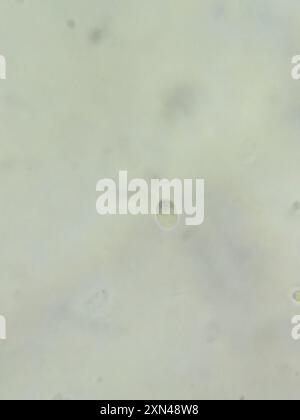 Cluster Cap (Connopus acervatus) Fungi Stock Photo - Alamy