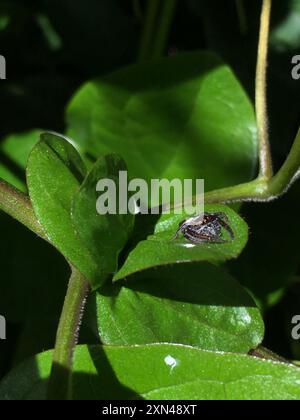 Cyclops Jumping Spider (Opisthoncus polyphemus) Arachnida Stock Photo ...
