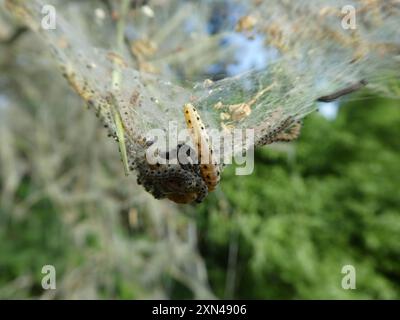 Small Ermine Moths (Yponomeuta) Insecta Stock Photo - Alamy