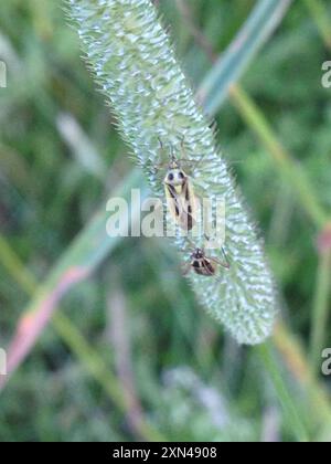 Two-spotted Grass Bug (Stenotus binotatus) Insecta Stock Photo - Alamy
