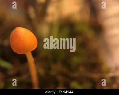 Western Yellow Mycena (Mycena oregonensis) Fungi Stock Photo - Alamy