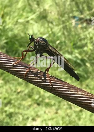 Giant Prairie Robber Fly (Microstylum morosum) Insecta Stock Photo - Alamy