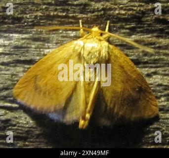 Red-crossed Button Slug Moth (Tortricidia pallida) Insecta Stock Photo ...