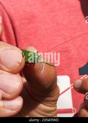 Large Conehead (Ruspolia nitidula) Insecta Stock Photo - Alamy