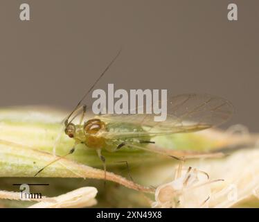 Grain Aphid (Sitobion fragariae) Insecta Stock Photo - Alamy