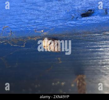 Lined Treesnail (Mesembrinus multilineatus) Mollusca Stock Photo - Alamy