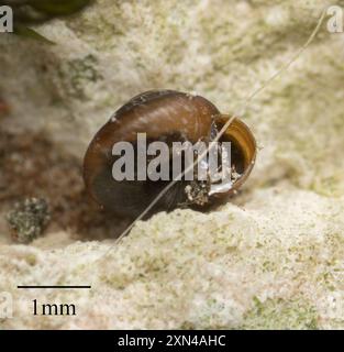 Rocksnail (Pyramidula rupestris) Mollusca Stock Photo - Alamy