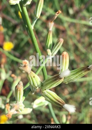 chicories, dandelions, and allies (Cichorioideae) Plantae Stock Photo ...
