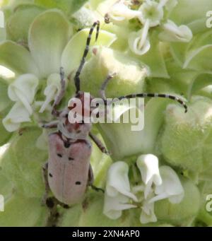 Ringed Long-horned Beetle (Tetraopes annulatus Stock Photo - Alamy