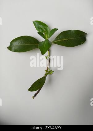 Karamu (Coprosma robusta) Plantae Stock Photo - Alamy