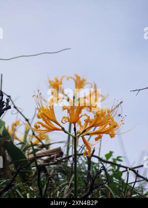 Golden Spider-lily (Lycoris aurea) Plantae Stock Photo - Alamy