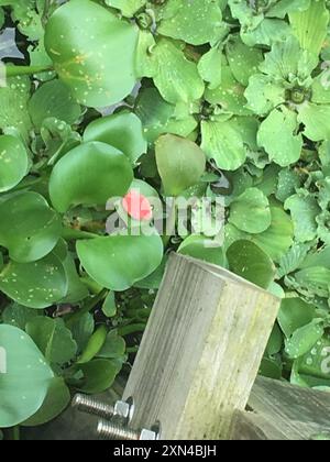 Common Apple Snails (Pomacea) Mollusca Stock Photo - Alamy