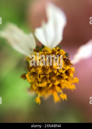 White beggarticks (Bidens alba) Plantae Stock Photo - Alamy
