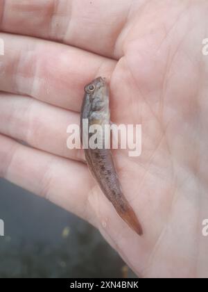 Round Goby (Neogobius melanostomus) Actinopterygii Stock Photo - Alamy