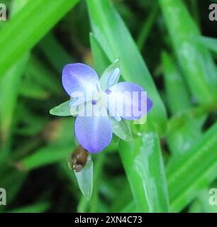 marsh dewflower (Murdannia keisak) Plantae Stock Photo - Alamy