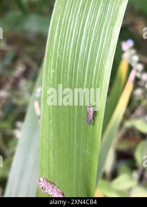 Cixiid planthoppers (Cixiidae) Insecta Stock Photo - Alamy