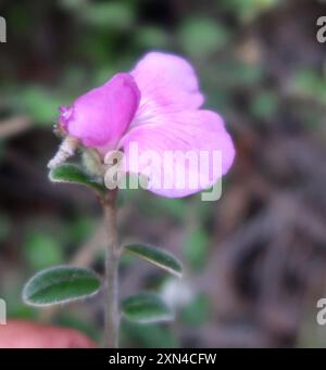 Hairy Capesweetpea (Podalyria burchellii) Plantae Stock Photo - Alamy