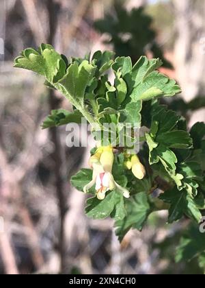 Canadian gooseberry (Ribes oxyacanthoides), Plantae, Powerview ...