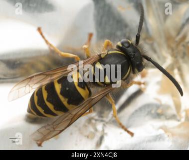 Alaska Yellowjacket (Vespula alascensis) Insecta Stock Photo - Alamy